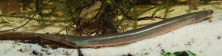 Unterscheidung der Pangio-Arten